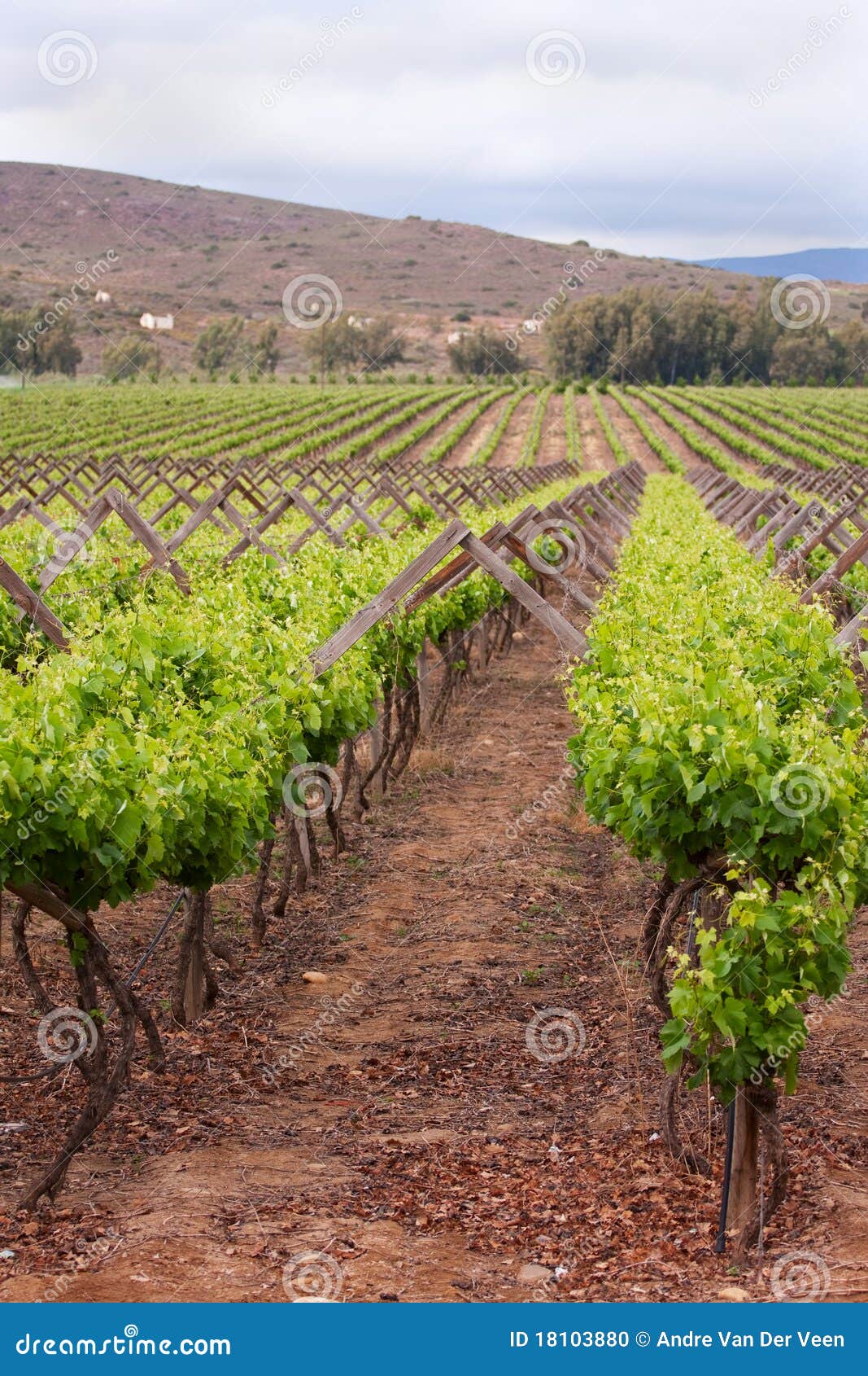 Rows of plants in vineyard stock photo. Image of hills - 18103880