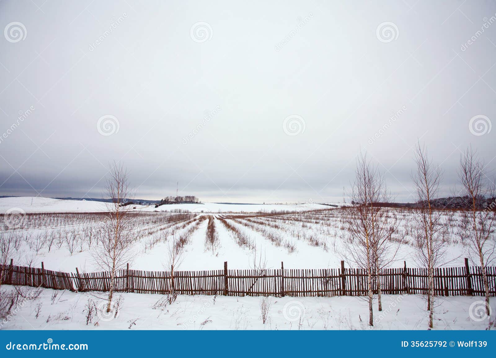 Rows of Plants in Winter Field Stock Photo - Image of forest, grass ...