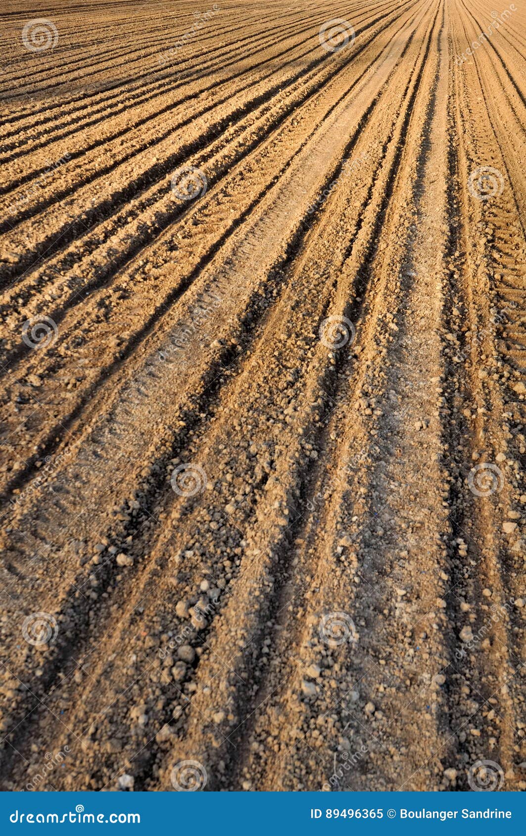 Rows in plowed field stock image. Image of farm, dirt - 89496365