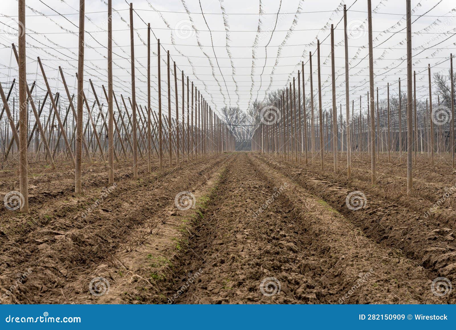 Rows of Poles, Surrounded by Rows of Hops and Potatoes Stock Image ...