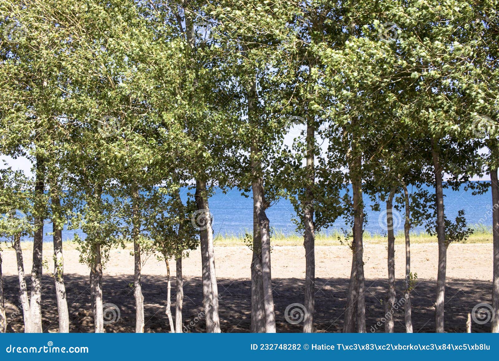 Rows of Poplar Trees by the Lake. Close-up Stock Photo - Image of cold ...