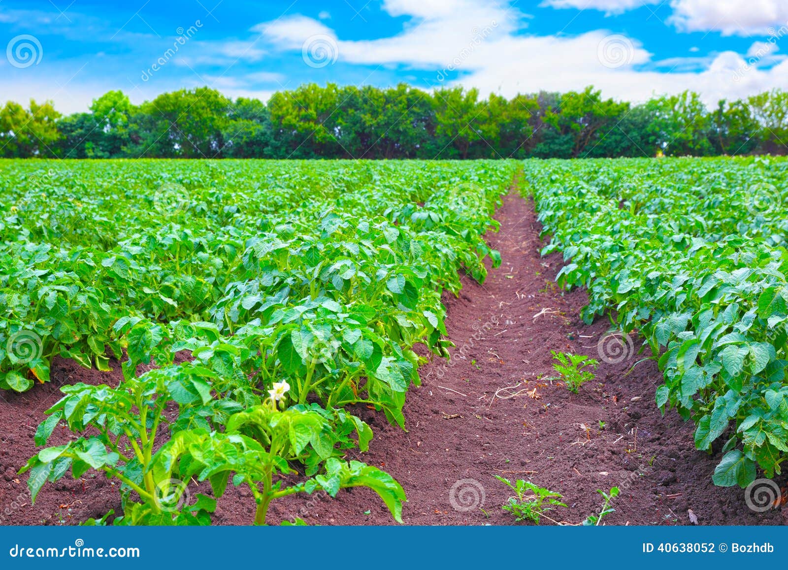 Rows of potato plants stock photo. Image of cultivation - 40638052