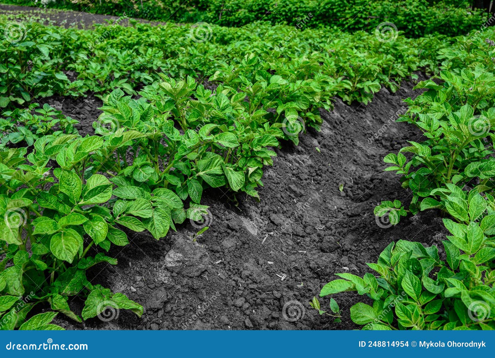 Rows of Potato Plants.in Rows of Potatoes Plants Stock Photo - Image of ...
