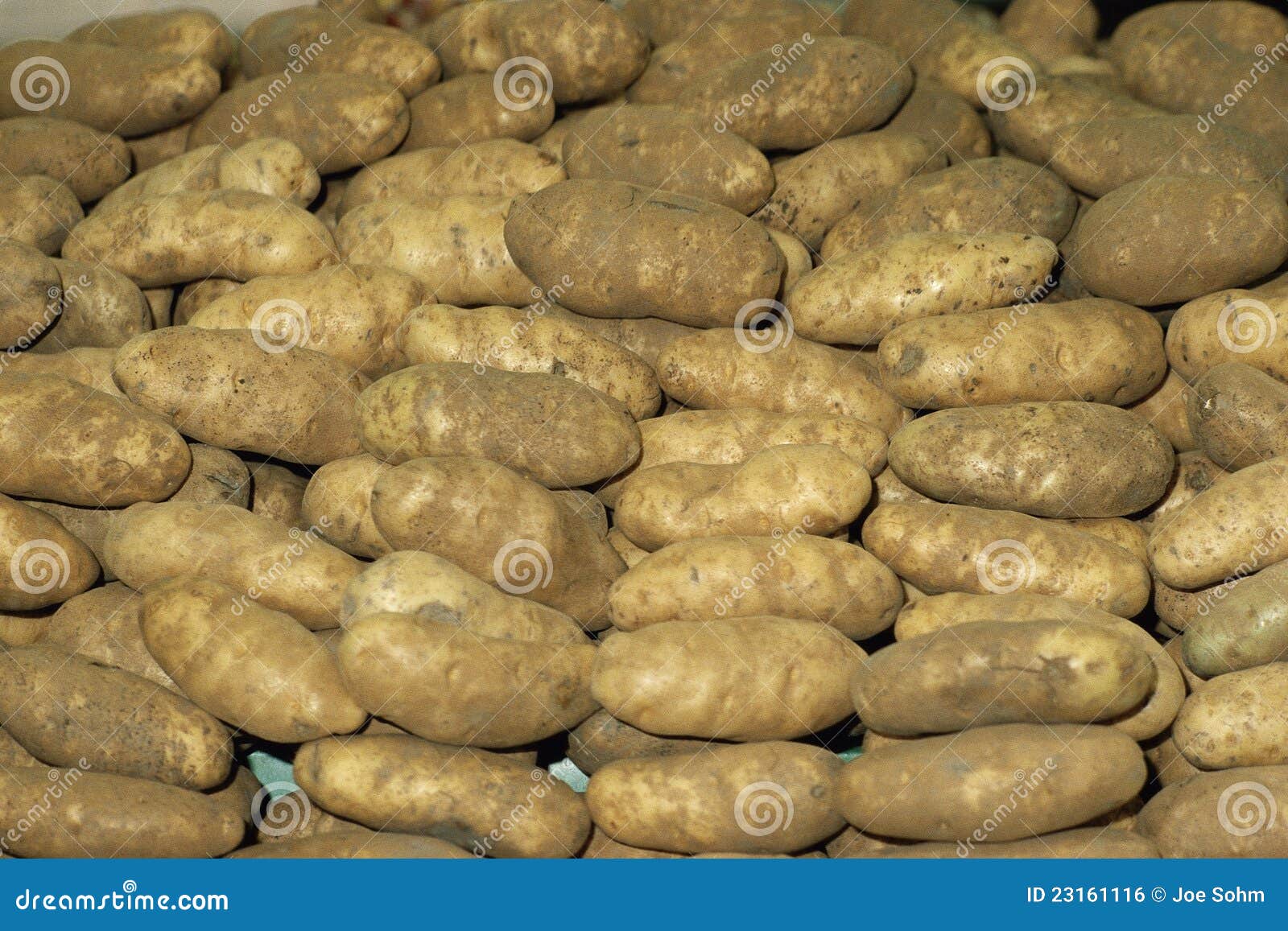 Rows Of Potatoes Grow In The Garden. Potato Stalks Royalty-Free Stock ...