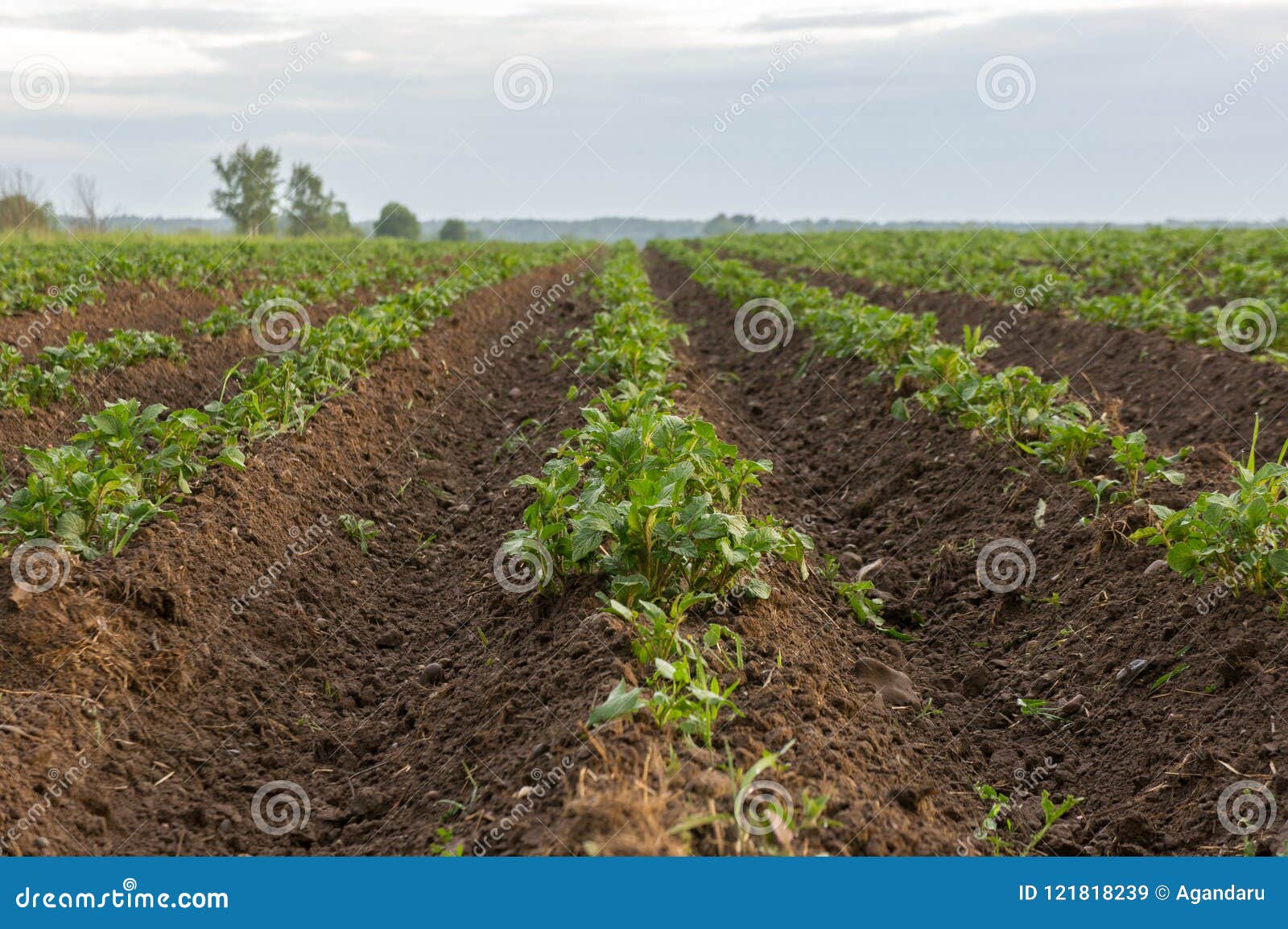 Rows Of Potatoes Grow In The Garden. Potato Stalks Royalty-Free Stock ...