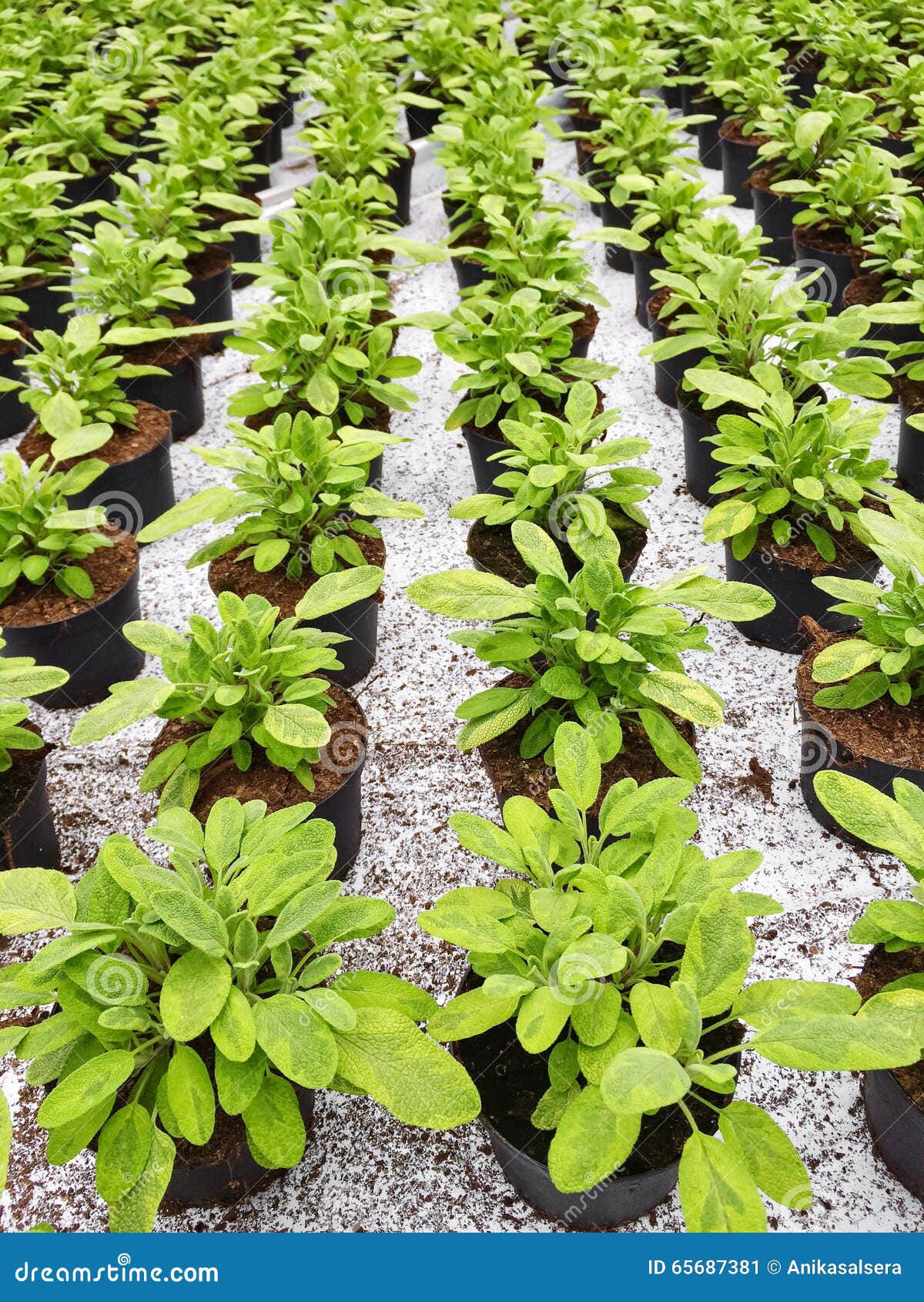 Rows of Pots with Green Plants Stock Image - Image of center ...