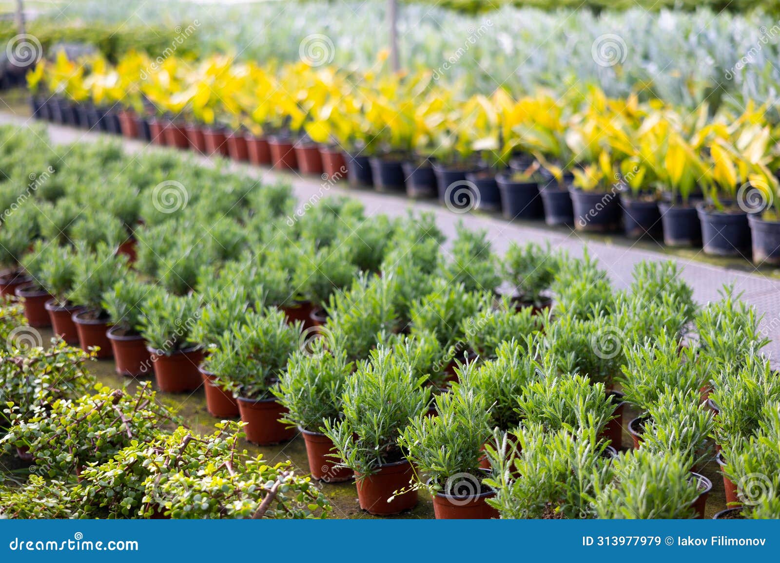 Rows of Pots with Rosemary Sprouts in Greenhouse Stock Image - Image of ...