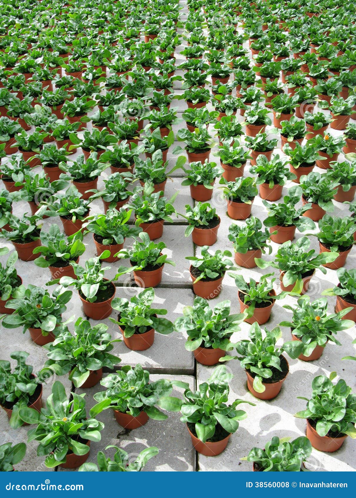 Rows with Pots with Young Celosia Plants Stock Photo - Image of plant ...