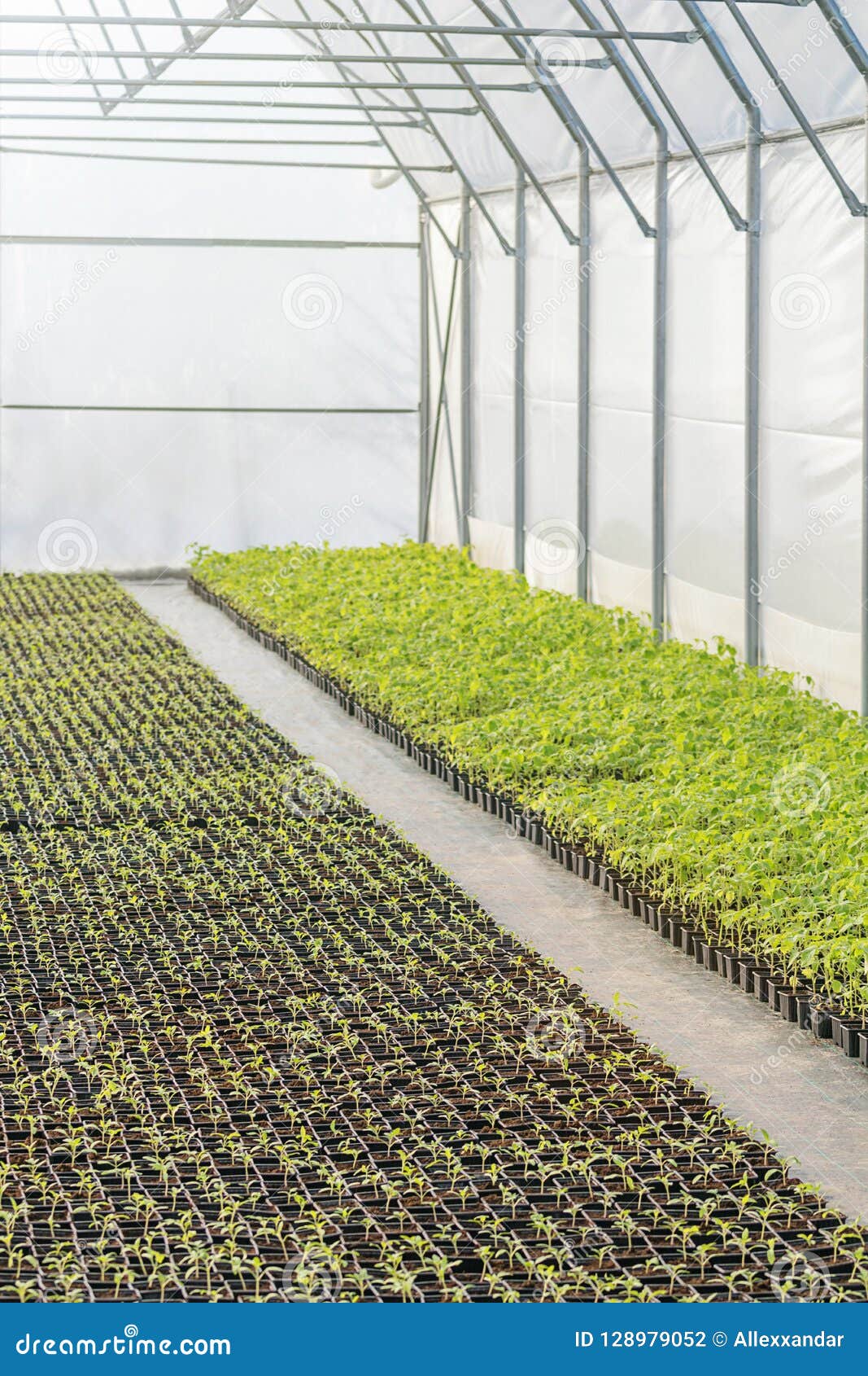 Rows of Potted Seedlings in Greenhouse Stock Photo - Image of interior ...