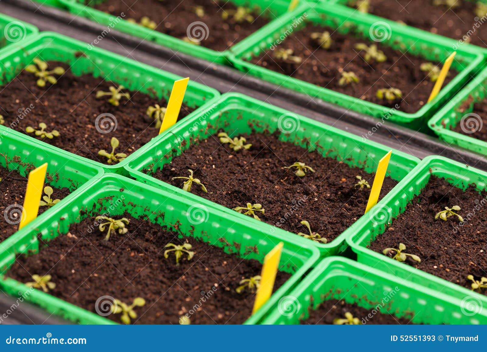 Rows of Potted Seedlings and Young Plants in Greenhouse Stock Image ...