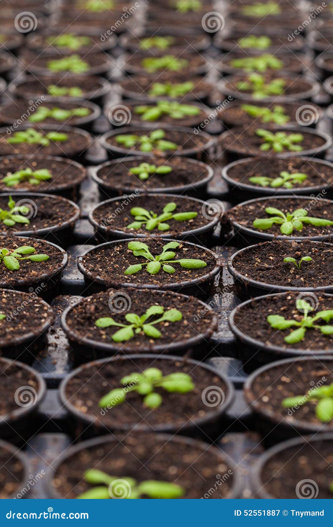 Rows of Potted Seedlings and Young Plants in Greenhouse Stock Image ...