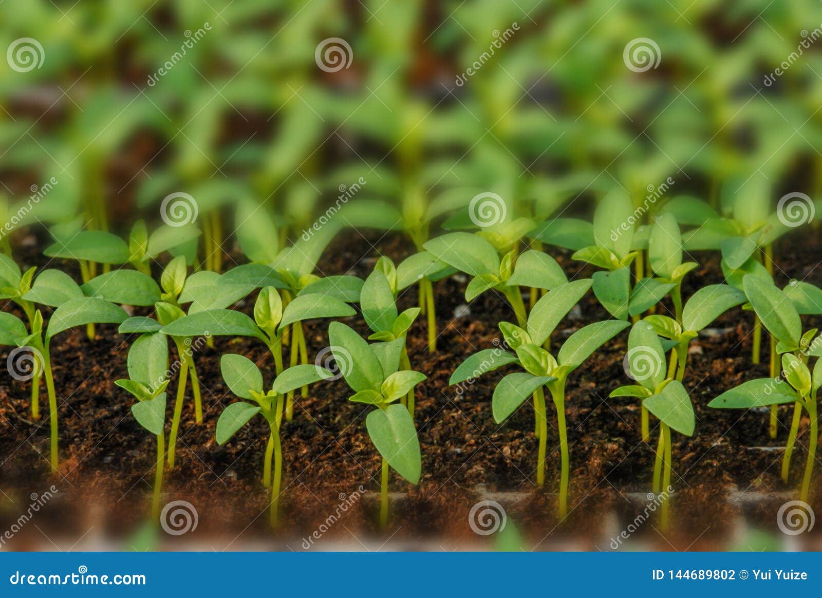 Rows of Potted Seedlings and Young Plants Stock Photo - Image of ...