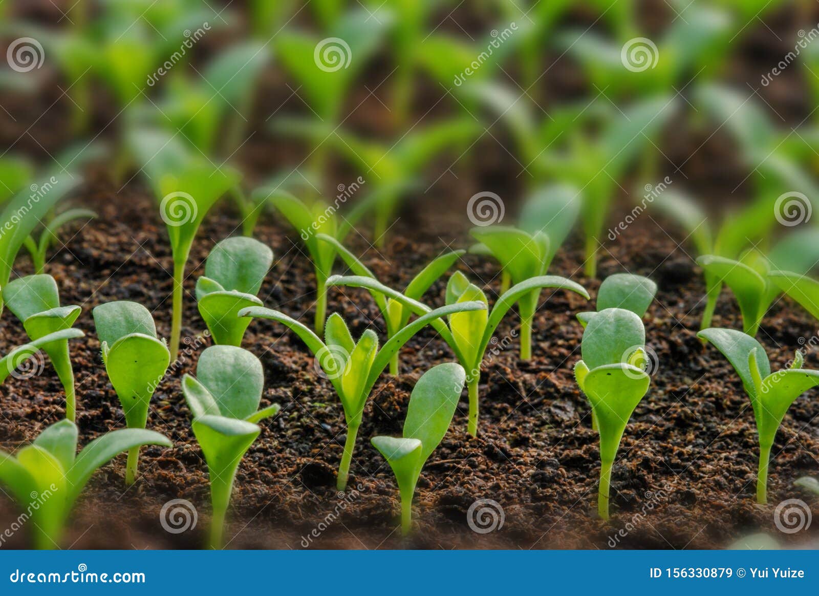 Rows of Potted Seedlings and Young Plants Stock Image - Image of pots ...