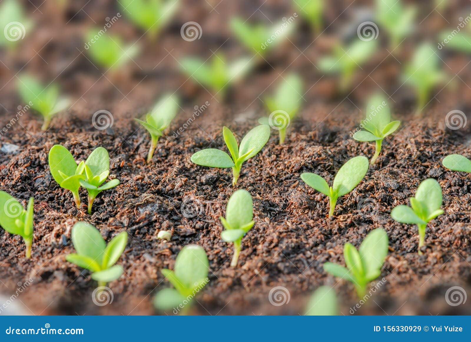Rows of Potted Seedlings and Young Plants Stock Image - Image of ...