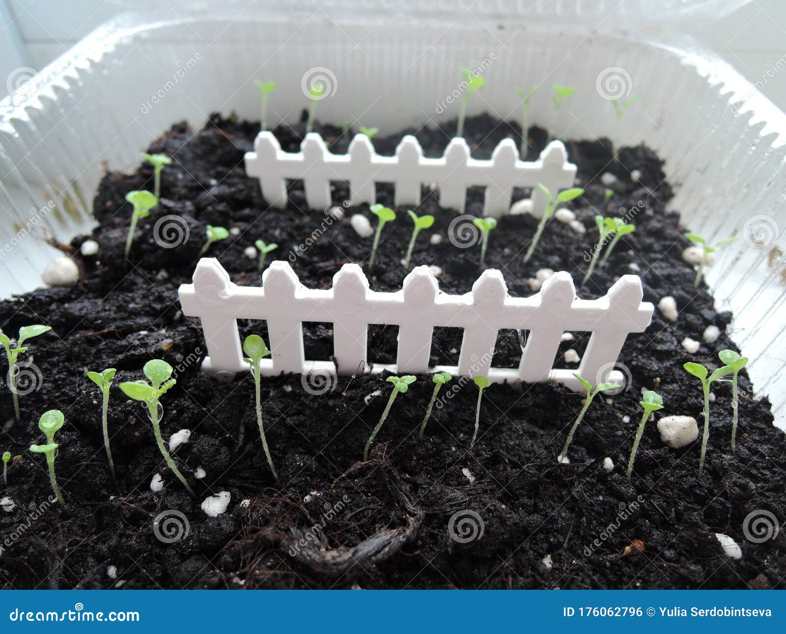 Rows of Potted Seedlings and Young Plants. Selective Focus Stock Photo ...