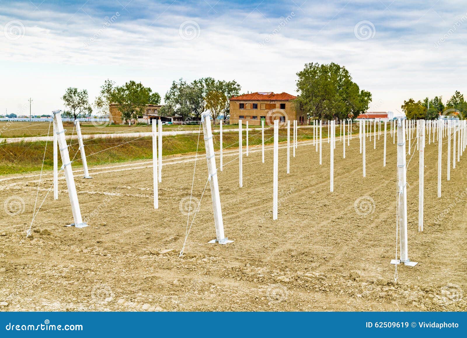Rows of Precast Poles To Support Fruit Trees Stock Image - Image of ...