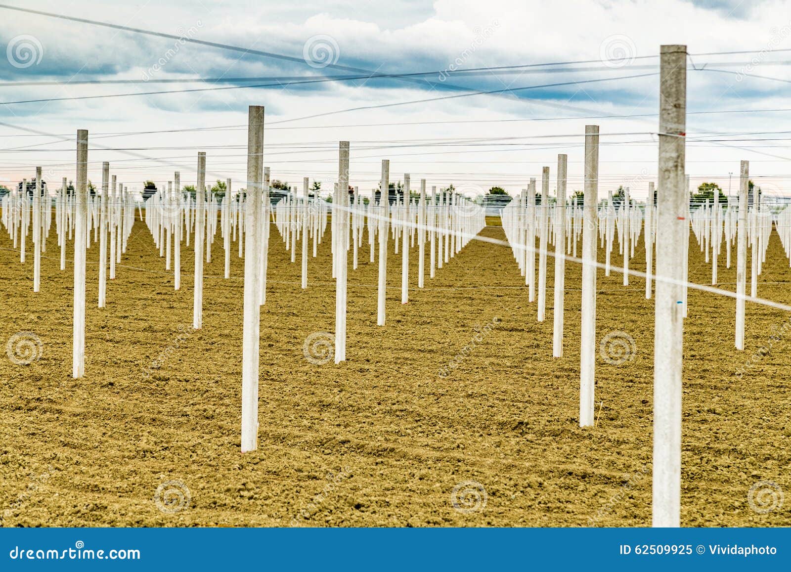 Rows of Precast Poles To Support Fruit Trees Stock Image - Image of ...