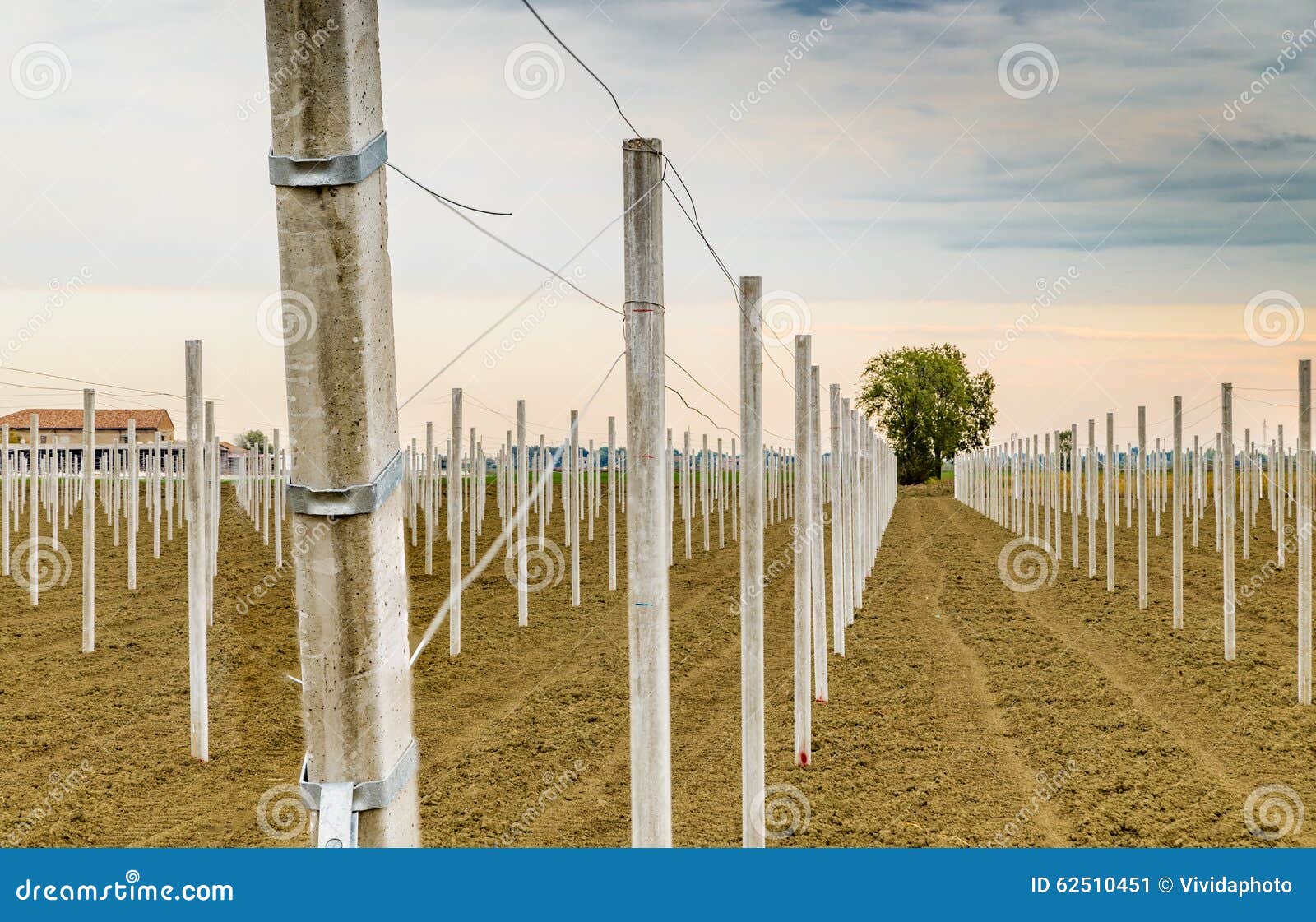 Rows of Precast Poles To Support Fruit Trees Stock Image - Image of ...