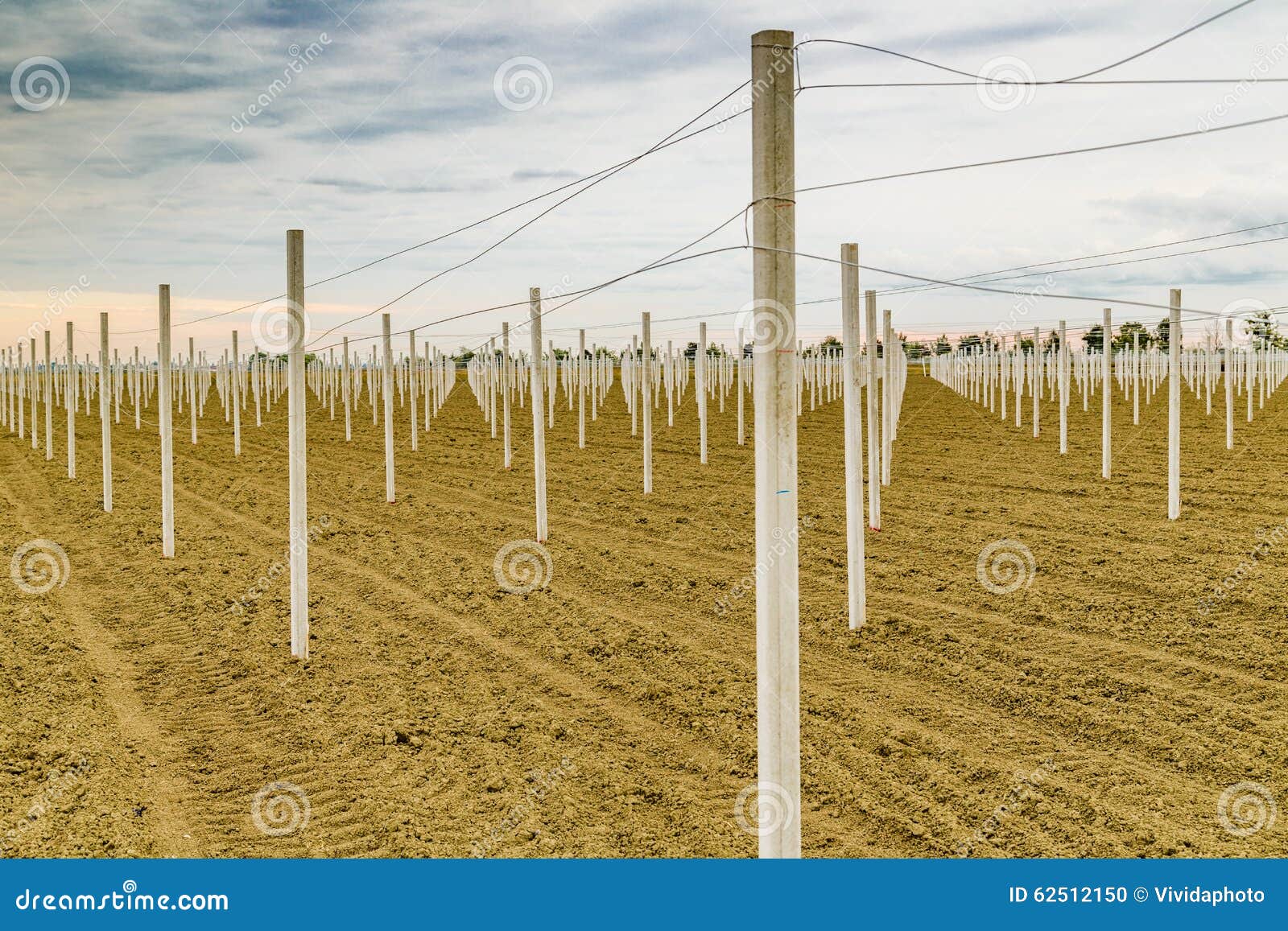 Rows of Precast Poles To Support Fruit Trees Stock Photo - Image of ...