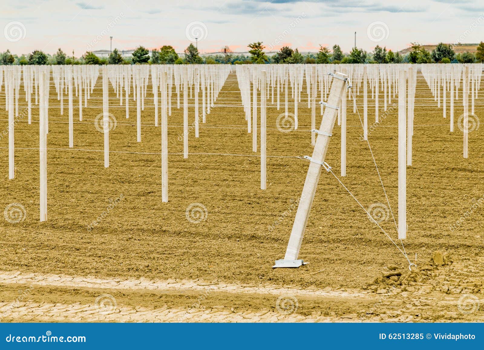 Rows of Precast Poles To Support Fruit Trees Stock Image - Image of ...