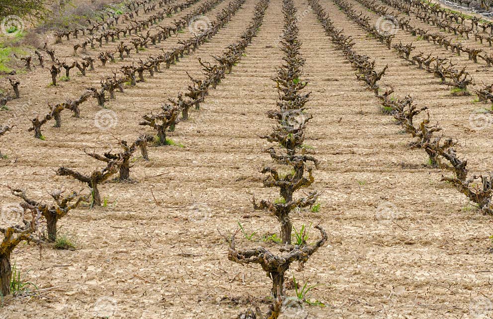 Rows of Pruned Bare Grape Vines. Vineyard Stock Photo - Image of ...