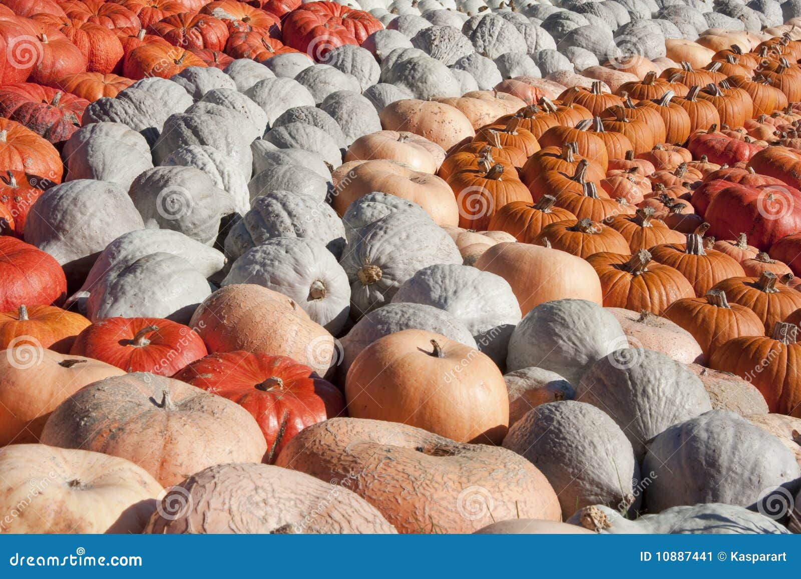 Rows of pumpkins stock image. Image of orange, food, nature - 10887441