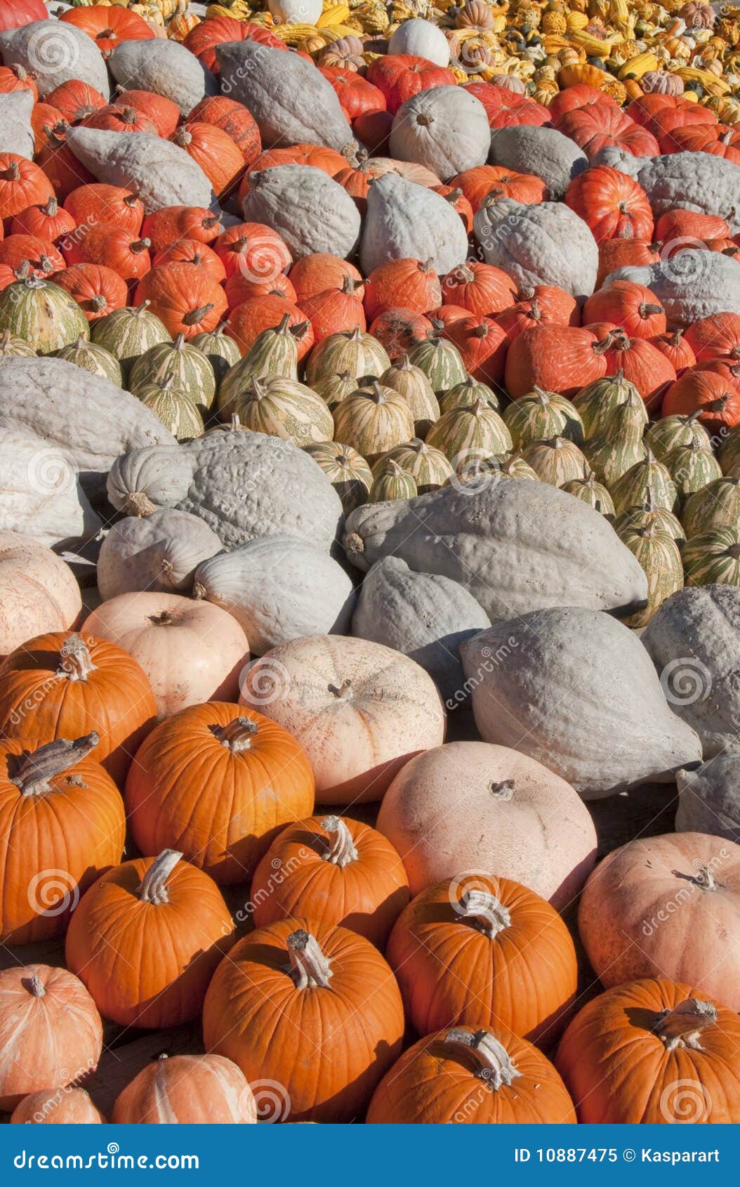 Rows of pumpkins stock image. Image of symbol, season - 10887475