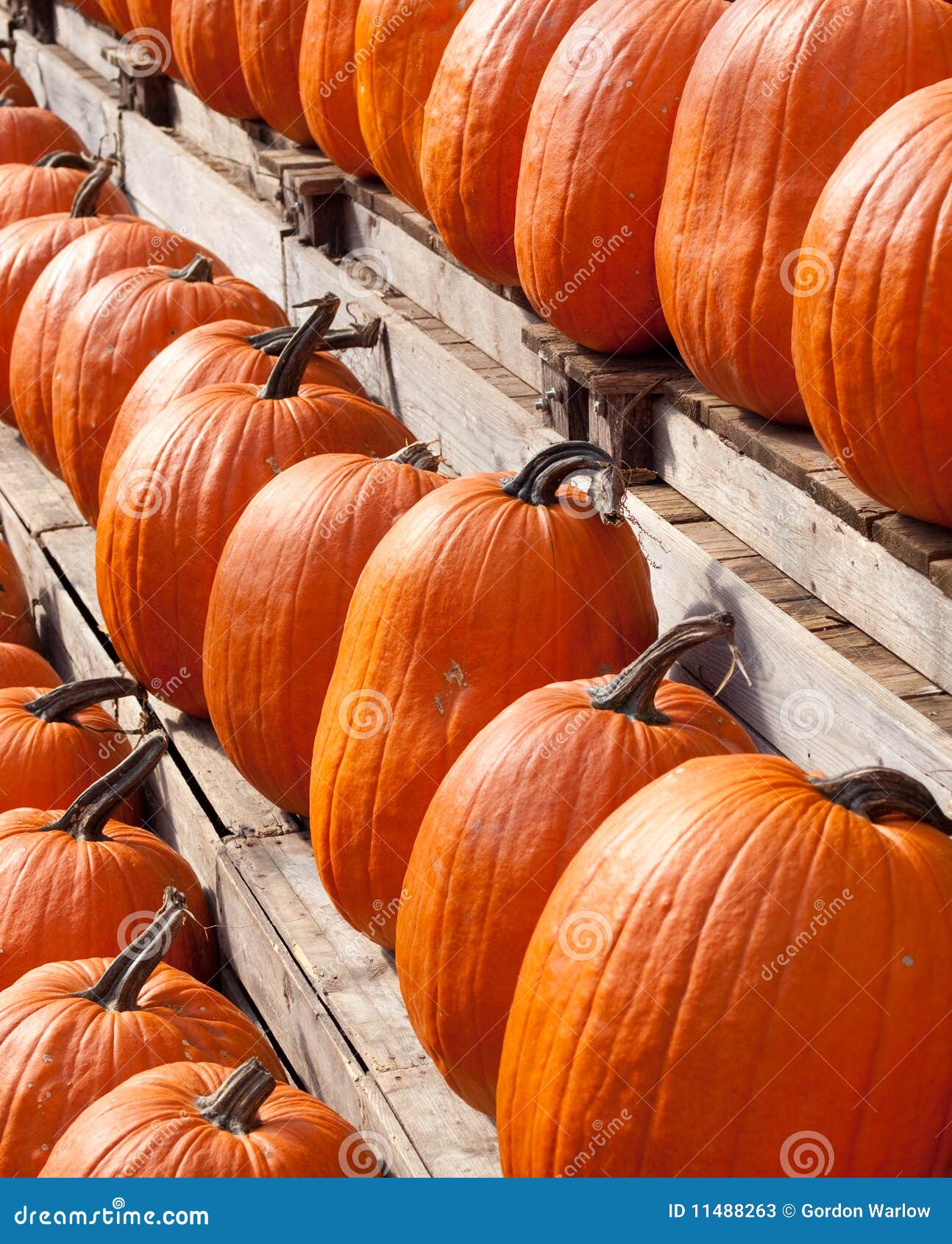 Rows of Pumpkins stock image. Image of fall, seasonal - 11488263