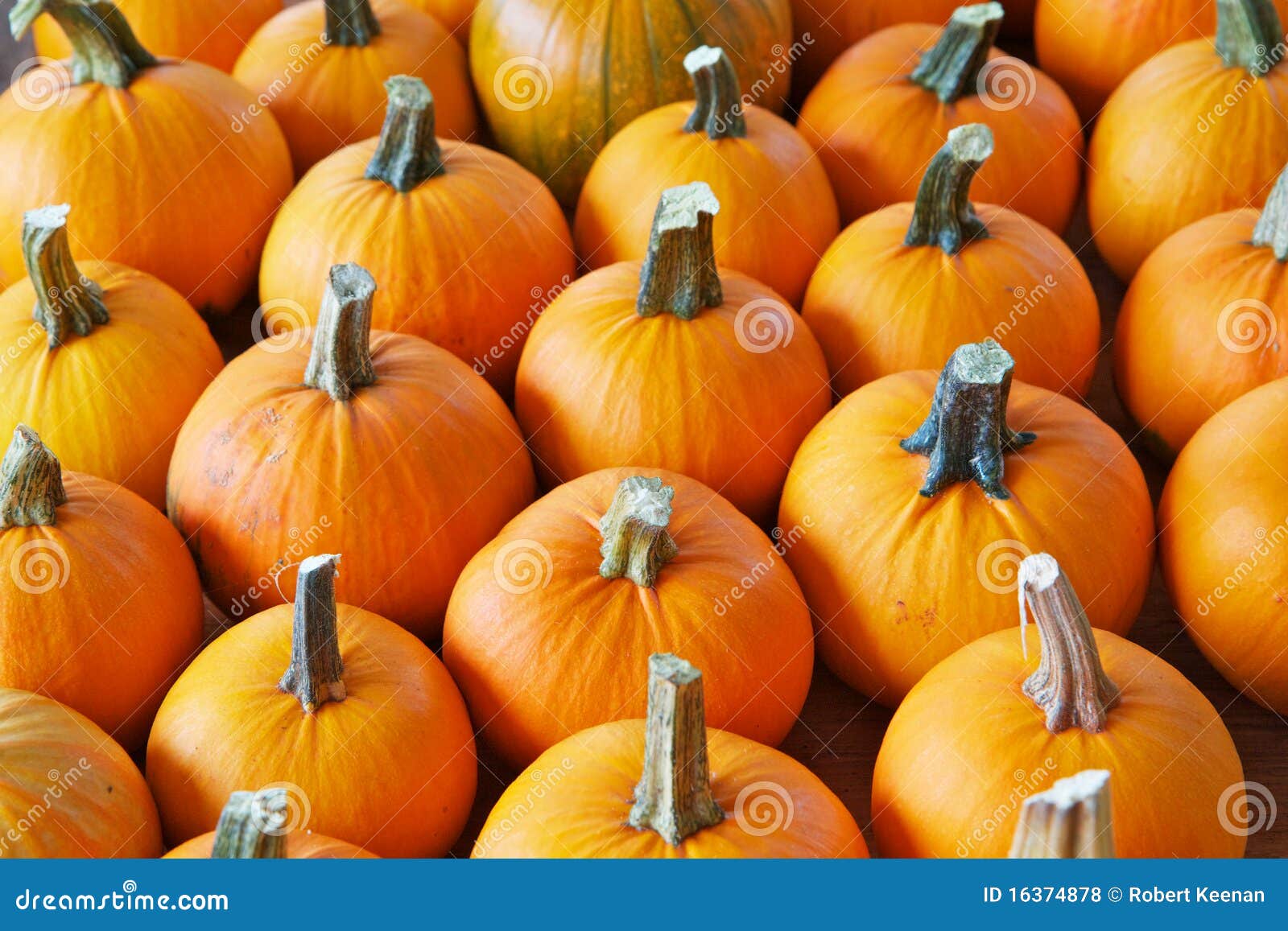 Rows of pumpkins stock photo. Image of nature, natural - 16374878