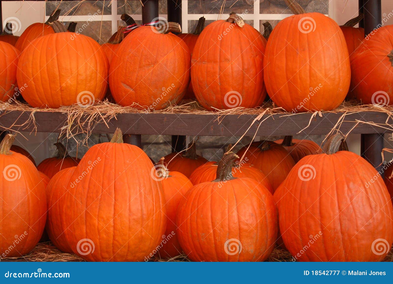 Rows of Pumpkins stock image. Image of produce, squash - 18542777