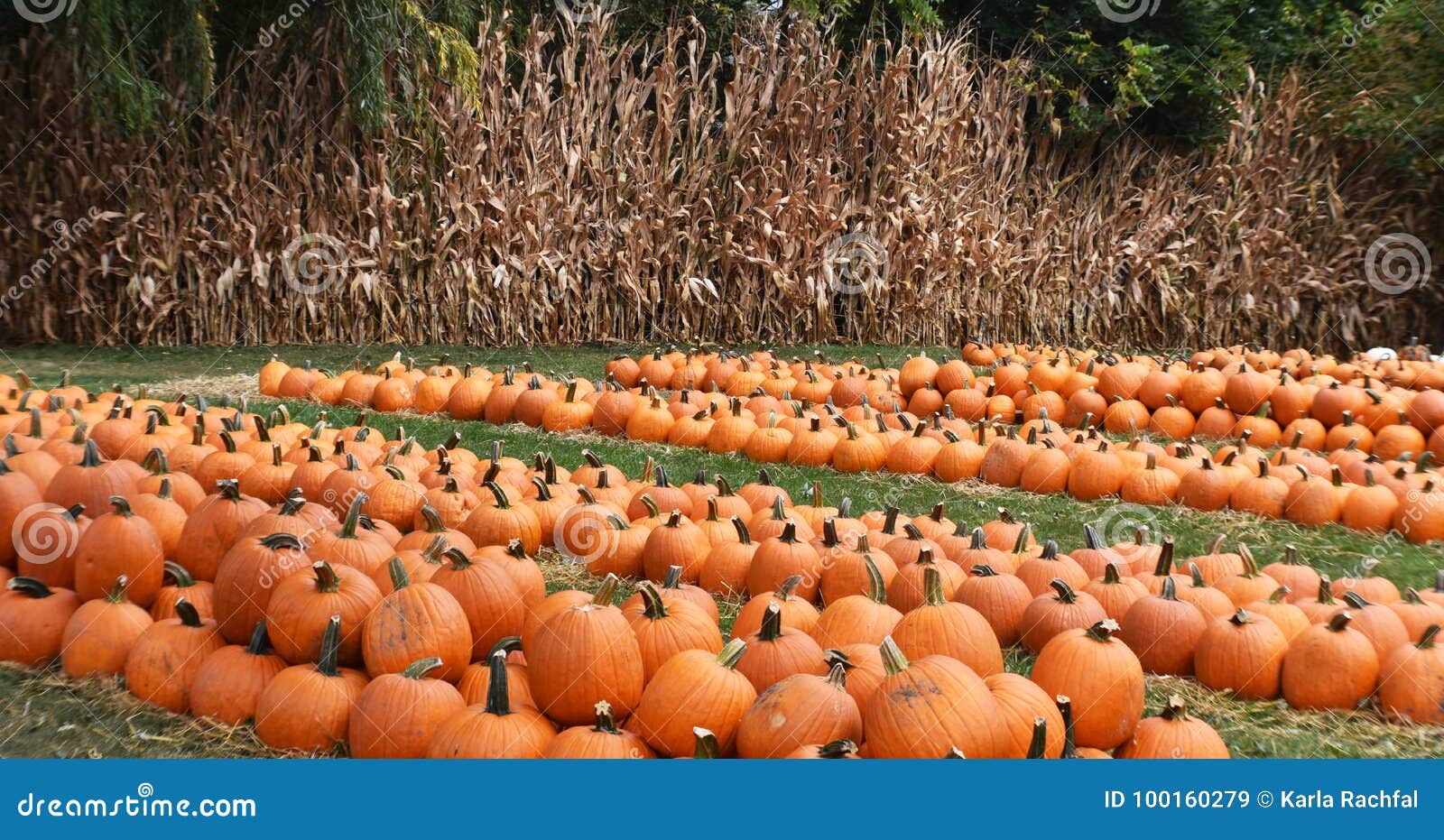 Rows of pumpkins stock image. Image of fall, orange - 100160279