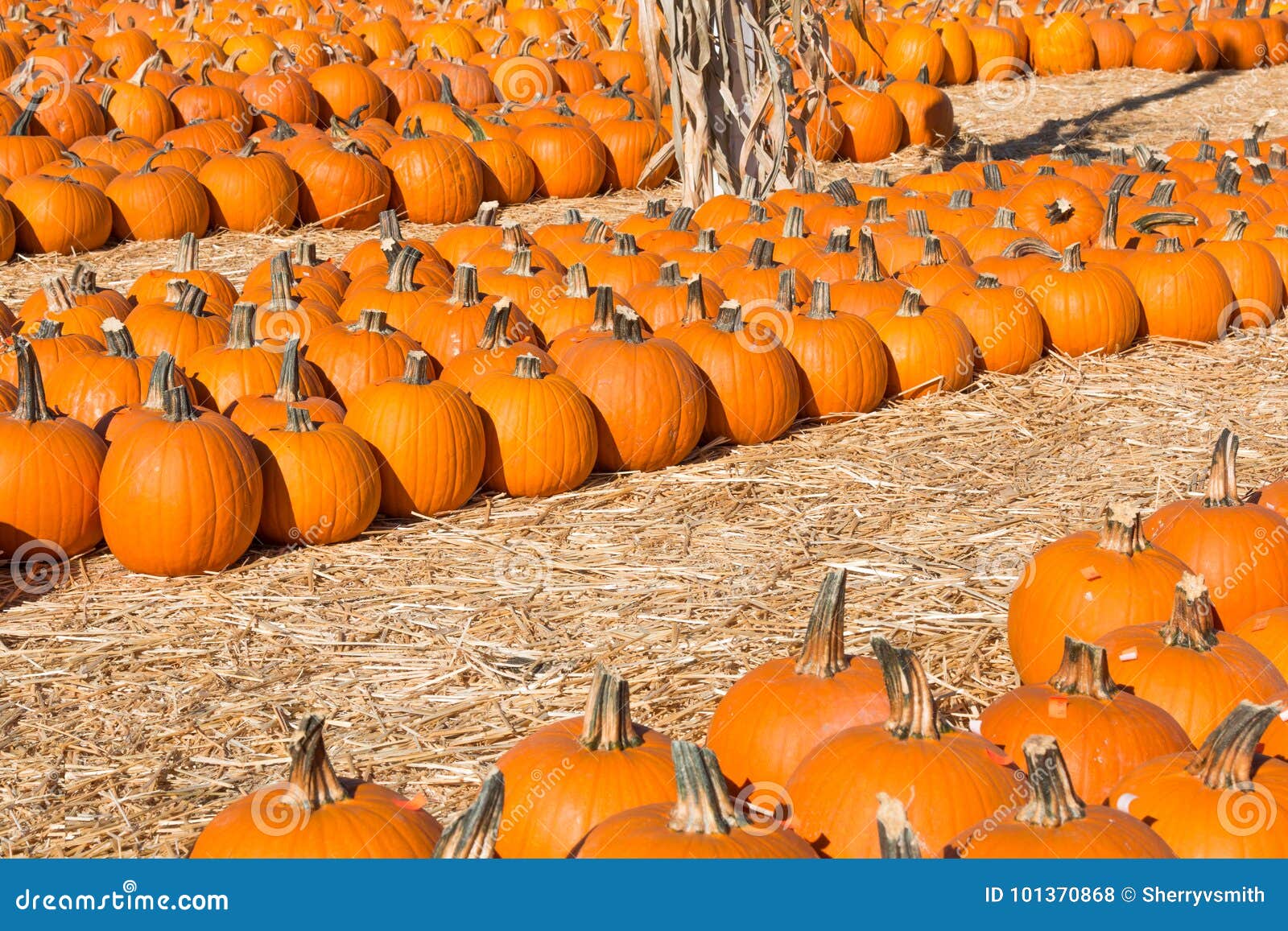 Rows of Pumpkins in Hay at a Pumpkin Patch Stock Photo - Image of ...