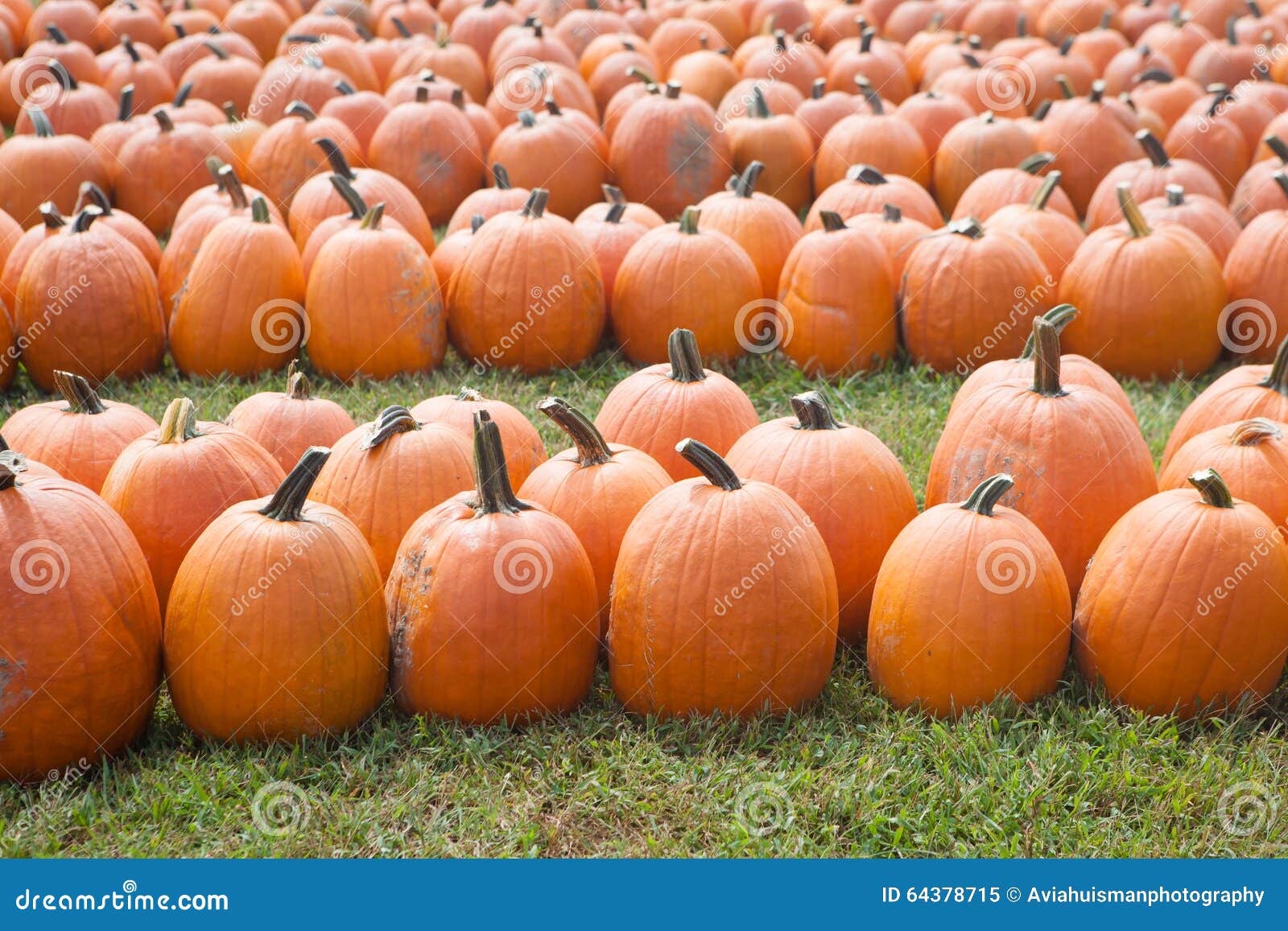 Rows of Pumpkins stock image. Image of decoration, agriculture - 64378715