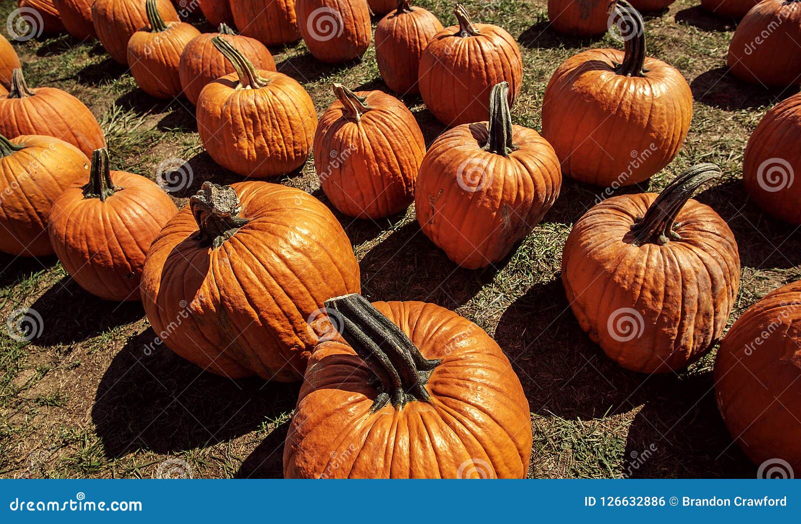 Rows of Pumpkins at an Orchard Stock Photo - Image of lantern, squash ...