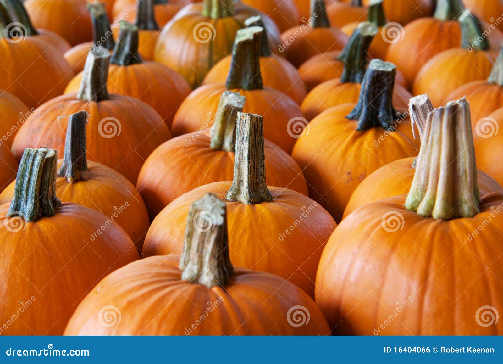 Rows of Pumpkins Perspective Stock Photo - Image of november, color ...