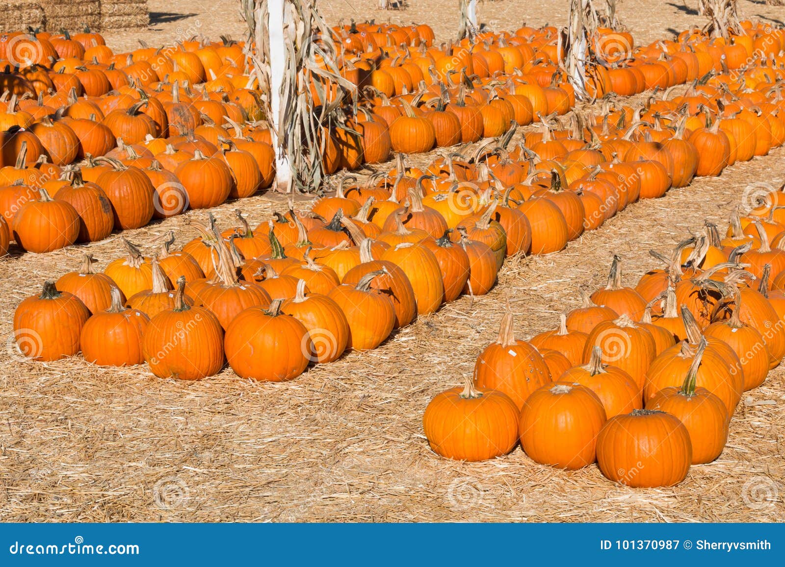 Pumpkins in Rows for Sale at a Pumpkin Patch Stock Image - Image of ...