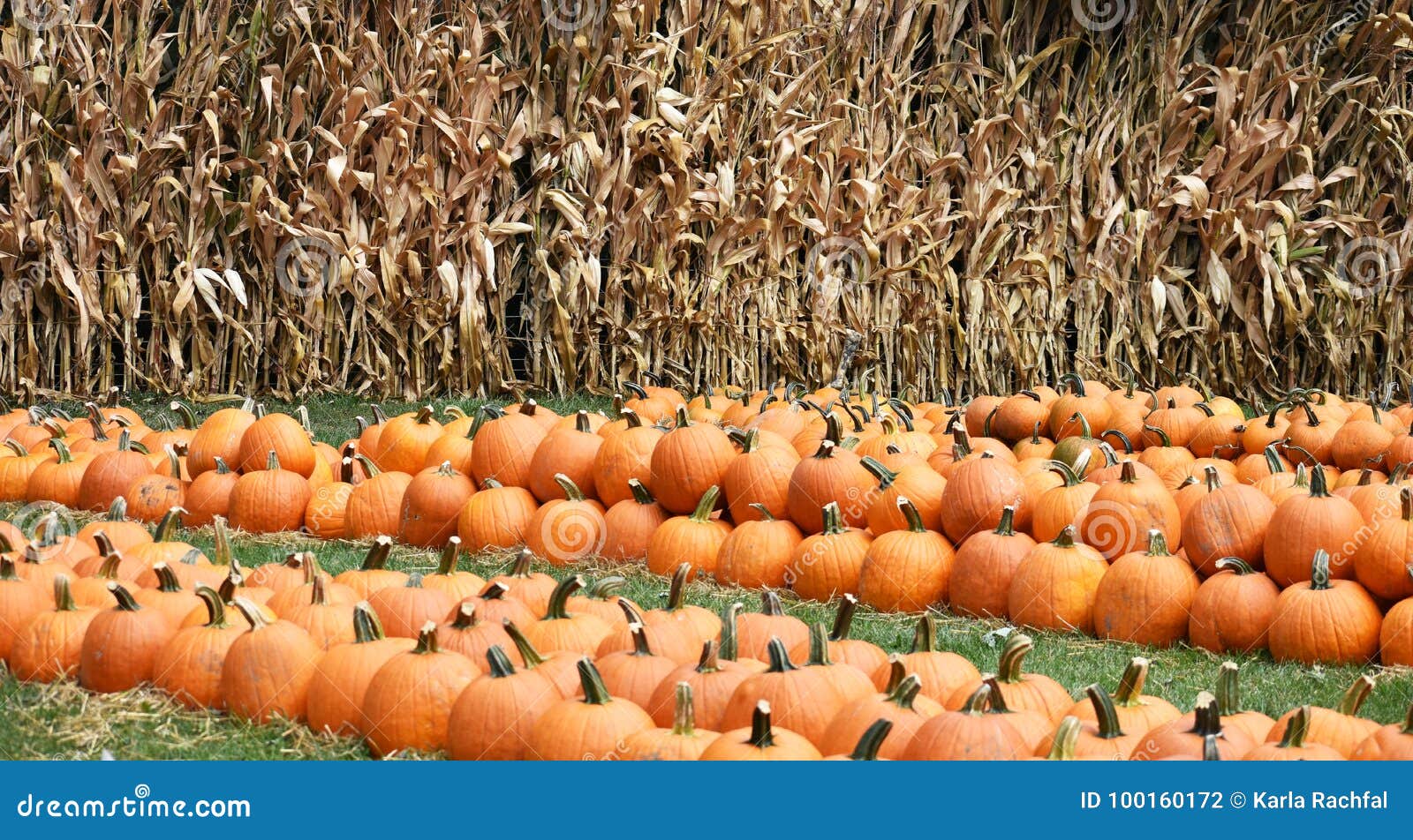 Rows of pumpkins stock photo. Image of cornstalks, holiday - 100160172