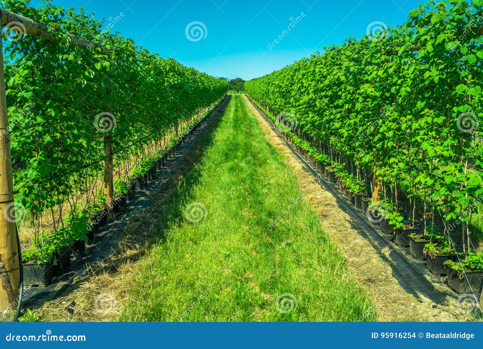 Rows of Raspberry Bushes on a Farm Stock Photo - Image of harvest ...