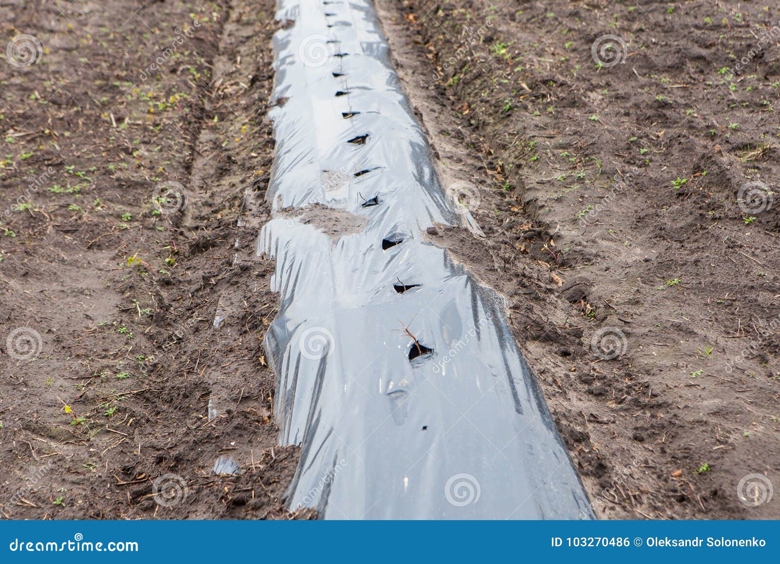 Rows of Raspberry Saplings Planted on Agriculture Farm Stock Photo ...