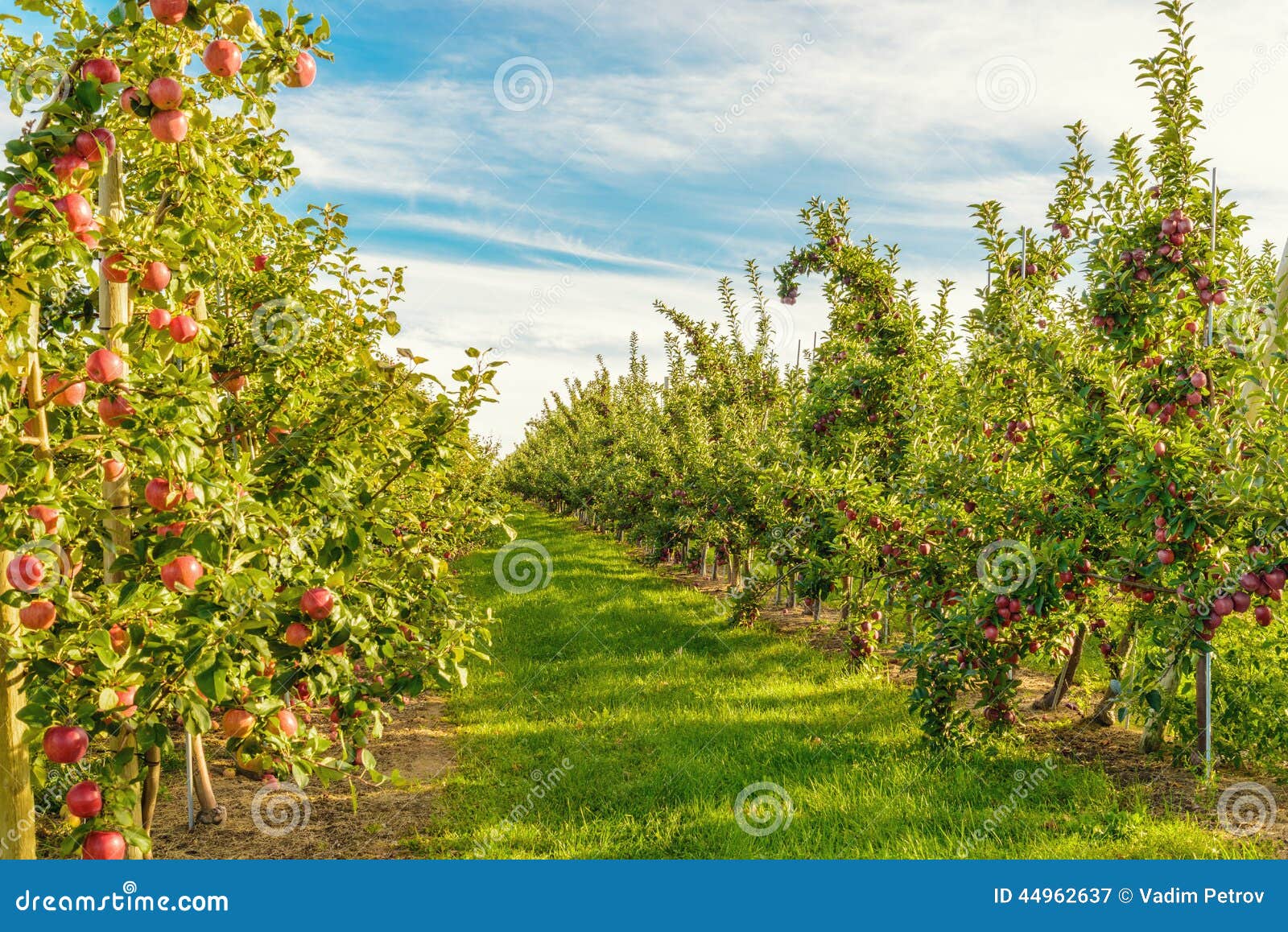 Rows of red apple trees stock image. Image of branch - 44962637
