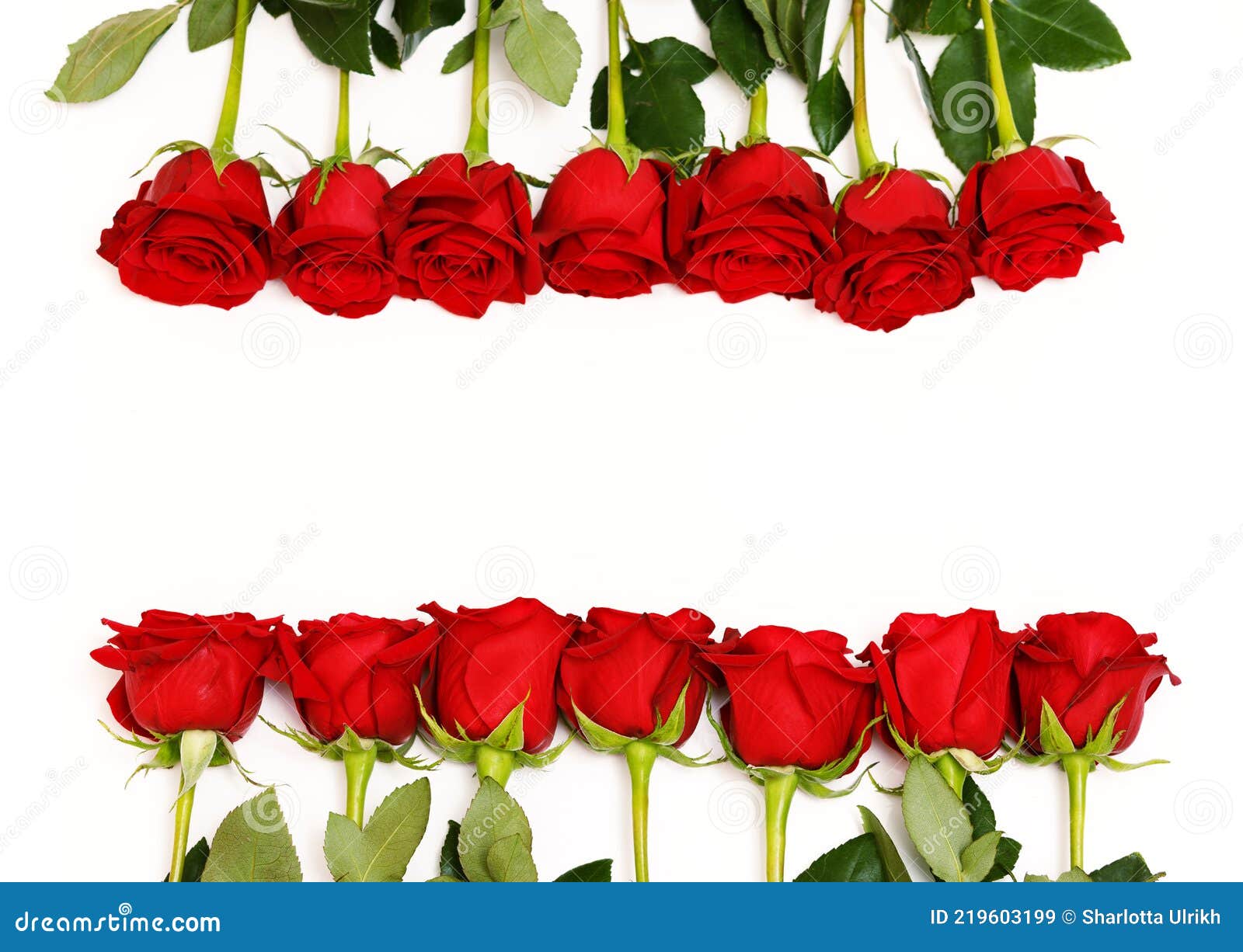 Rows of Red Roses Lined Up Along the Image Edge on White Stock Image ...