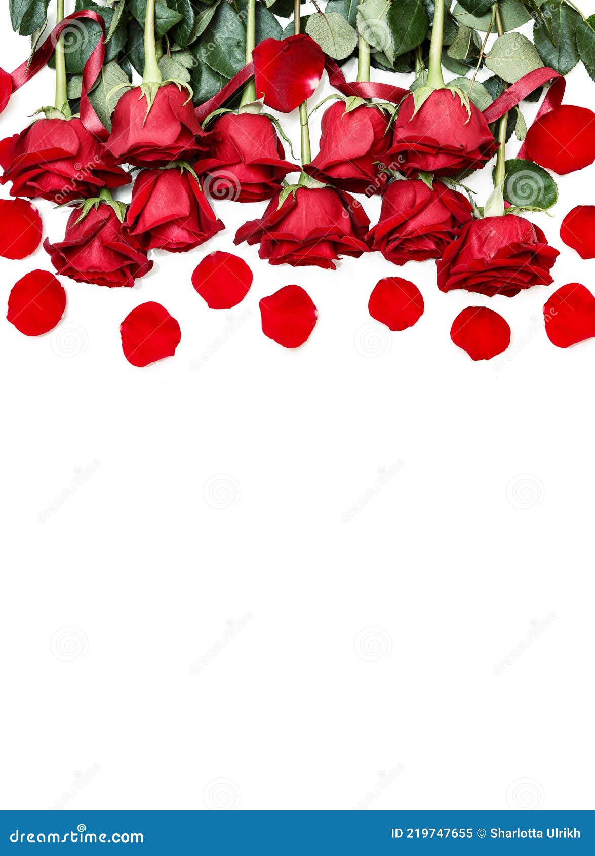 Rows of Red Roses Lined Up Along the Image Edge on White. Stock Image ...