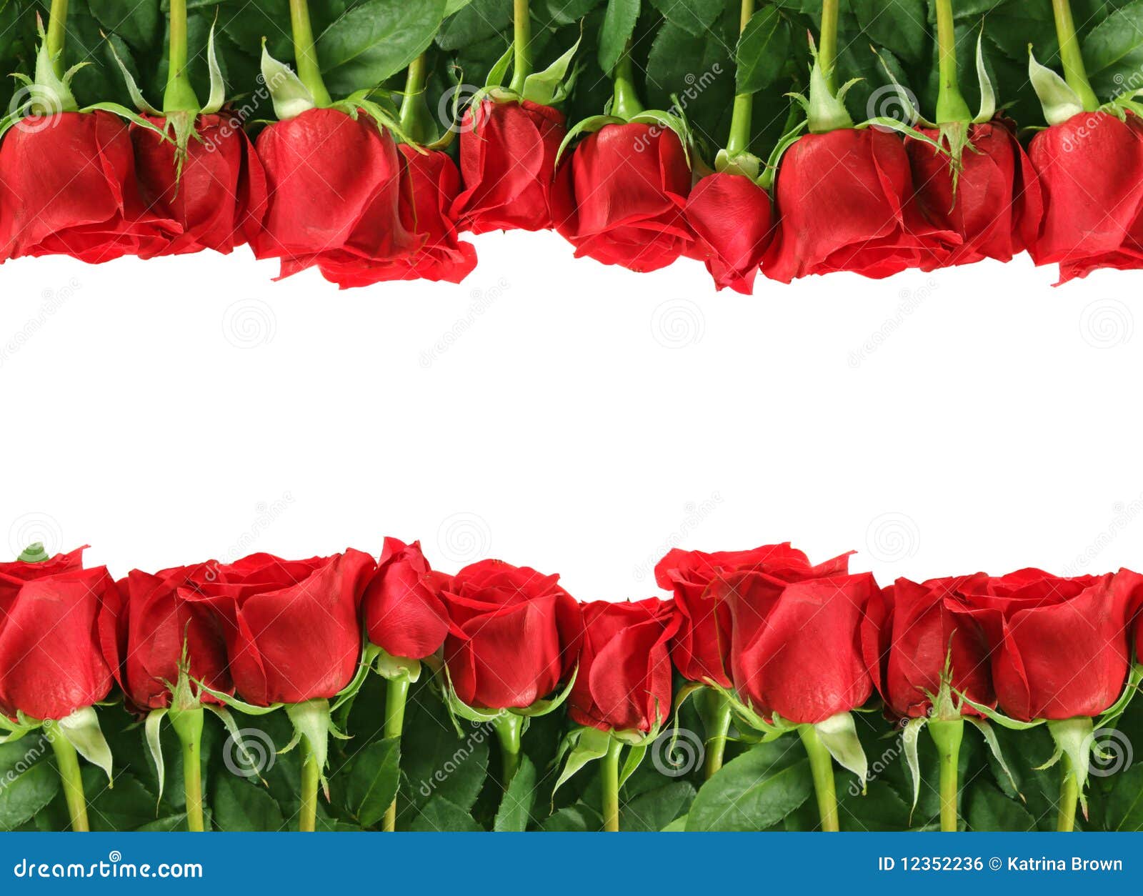 Rows of Red Roses on White stock photo. Image of concept - 12352236