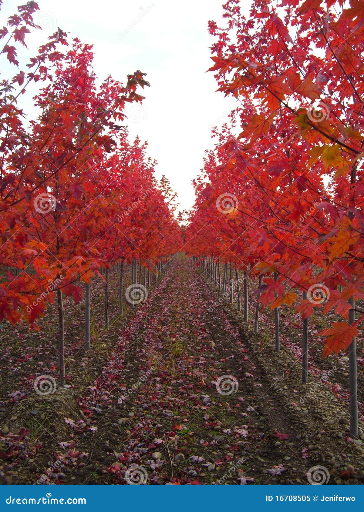 Rows of Red trees stock image. Image of wood, nursery - 16708505