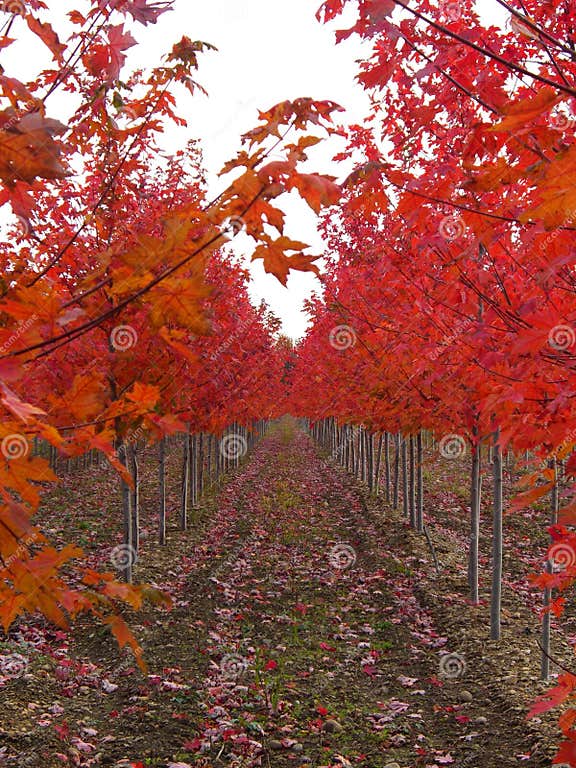 Rows of Red Trees stock image. Image of trunk, leaves - 16943457