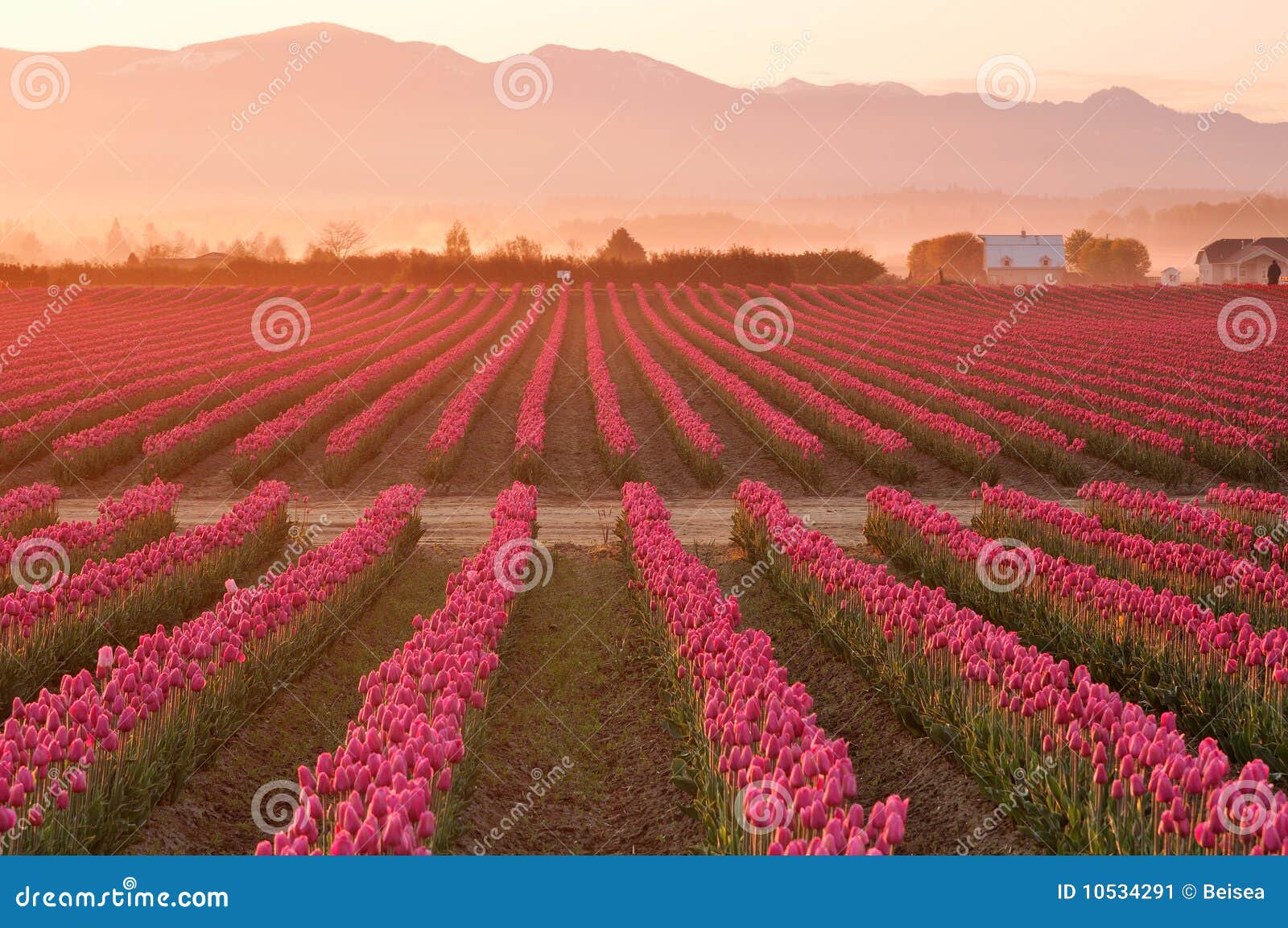Rows of Red Tulips stock image. Image of flower, residential - 10534291