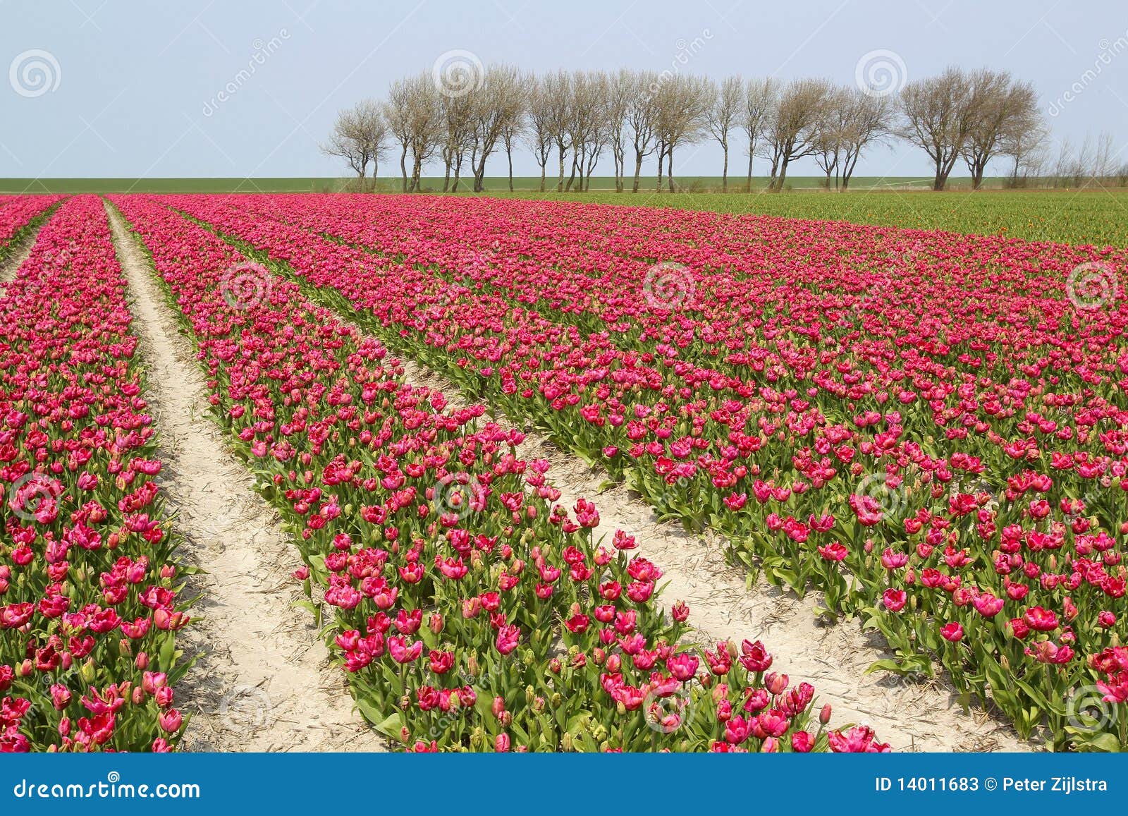 Rows of red tulips stock image. Image of horizon, outdoor - 14011683