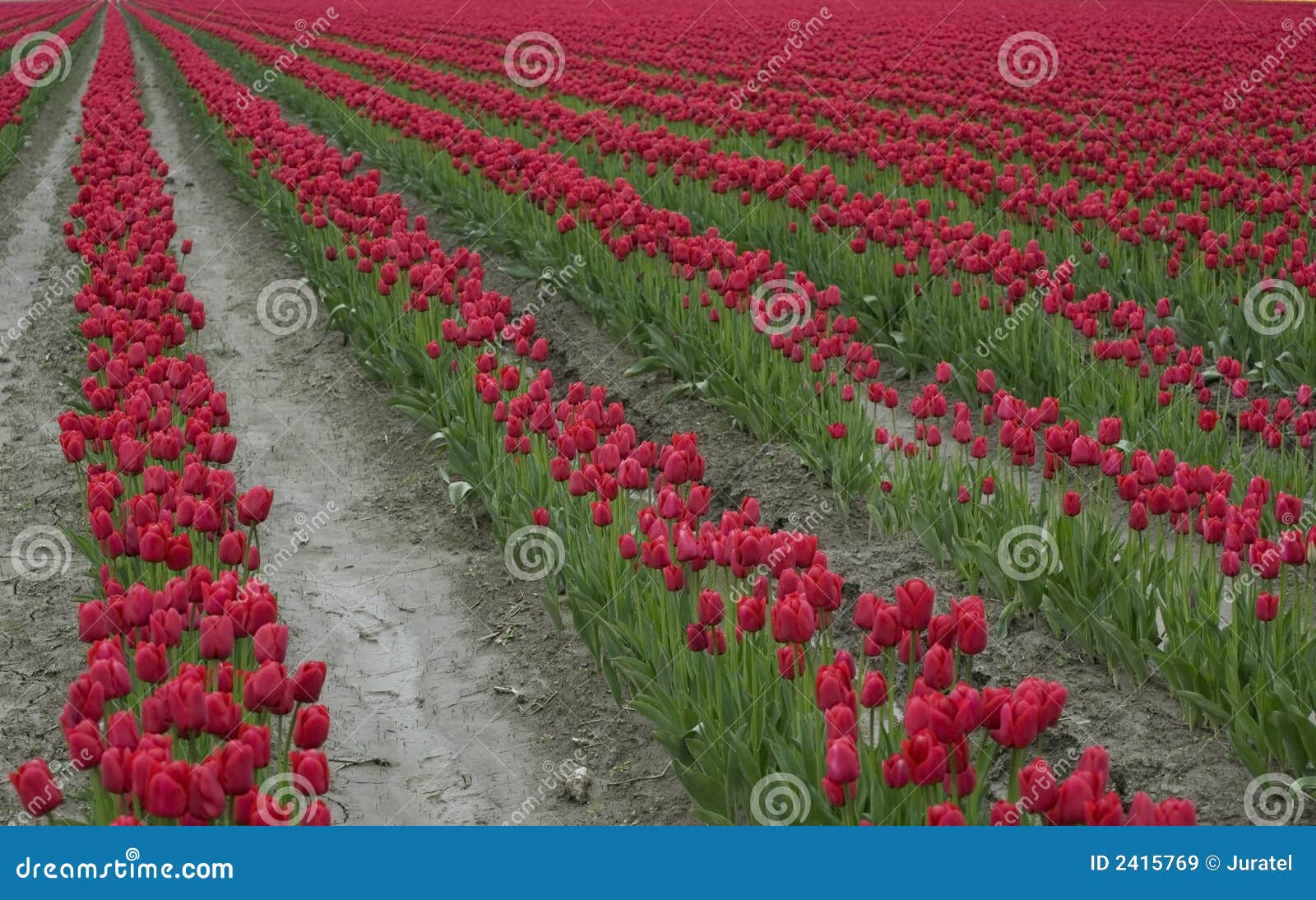 Rows of red tulips stock image. Image of fertile, skagit - 2415769
