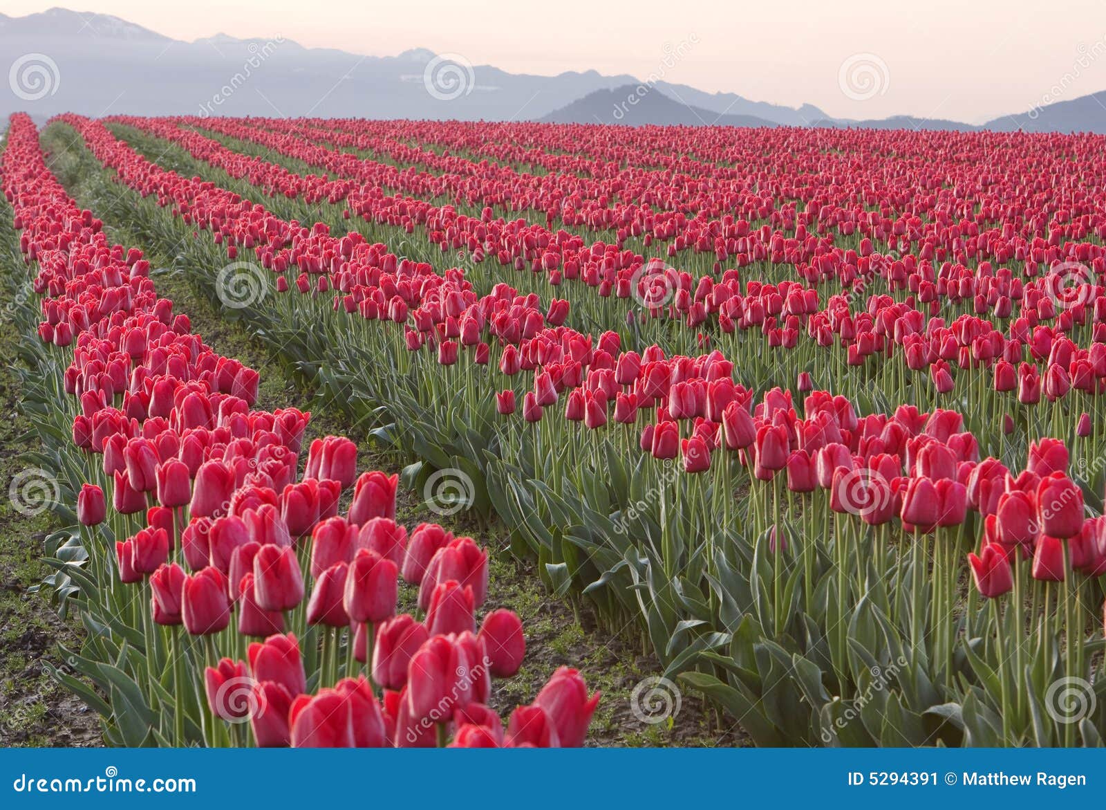 Rows of Red Tulips stock image. Image of liliaceae, rows - 5294391