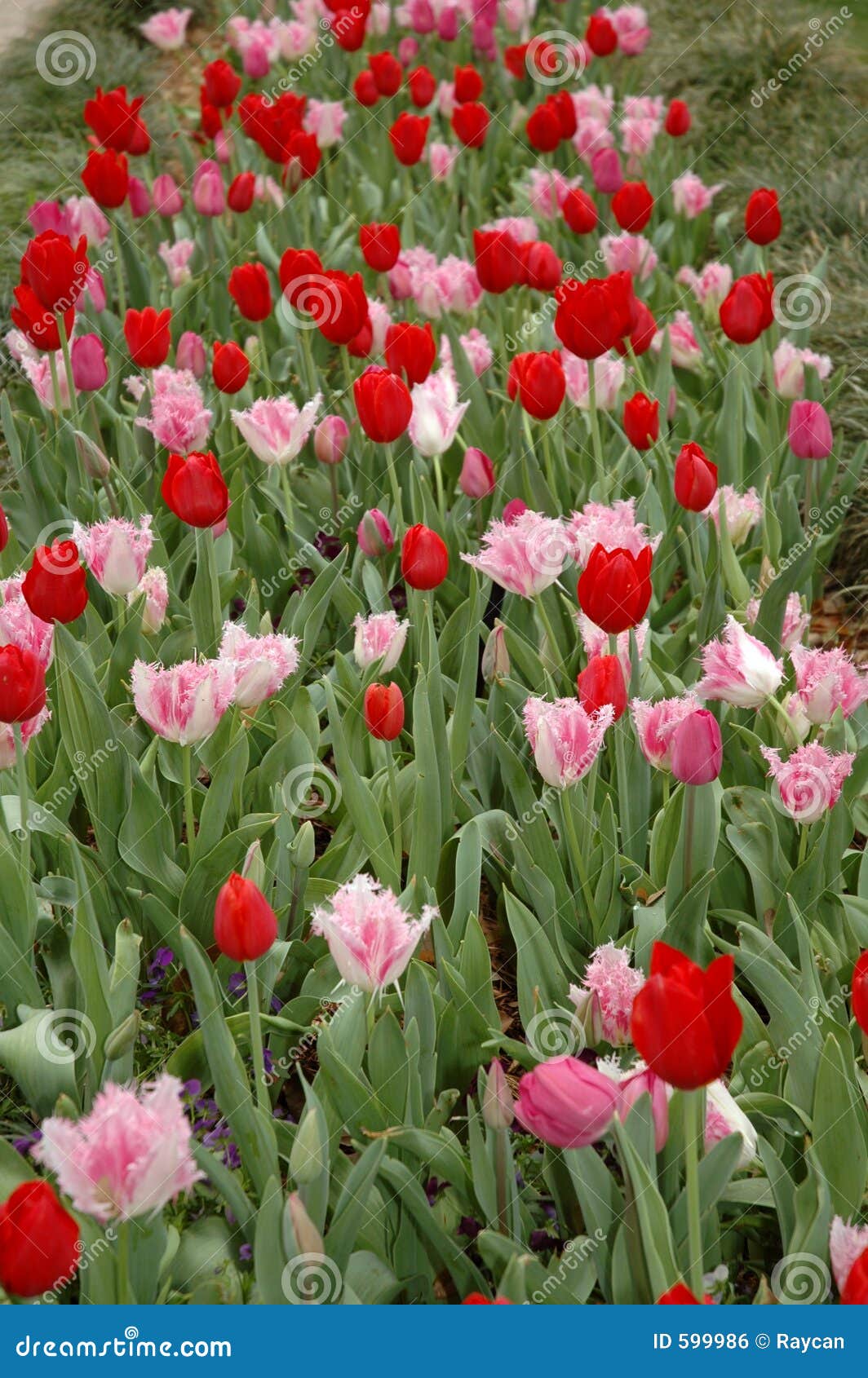 Rows of Red Tulips stock photo. Image of flowers, annuals - 599986